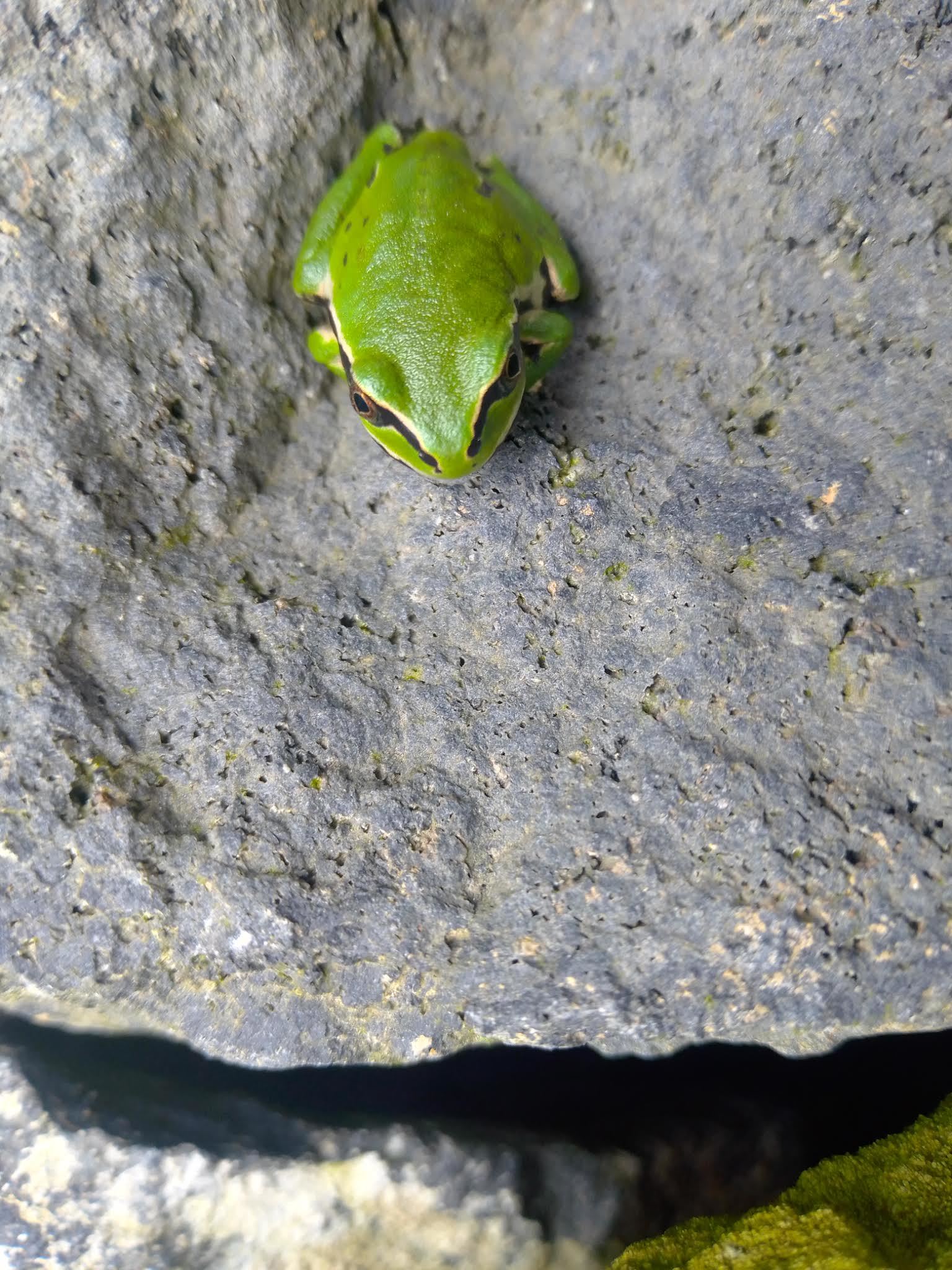 Hyla plicata Brocchi, 1877