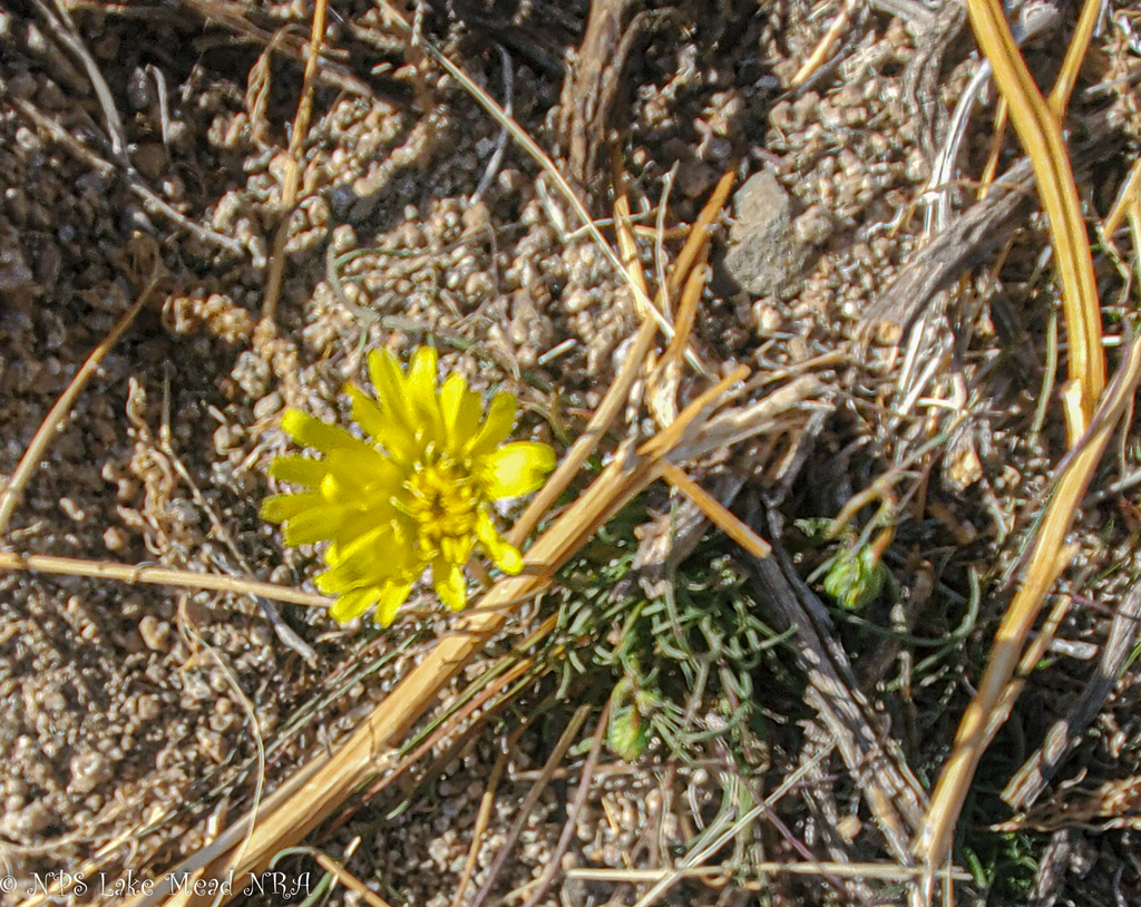 yellow tack-stem from Mohave County, AZ, USA on February 16, 2022 at 03 ...