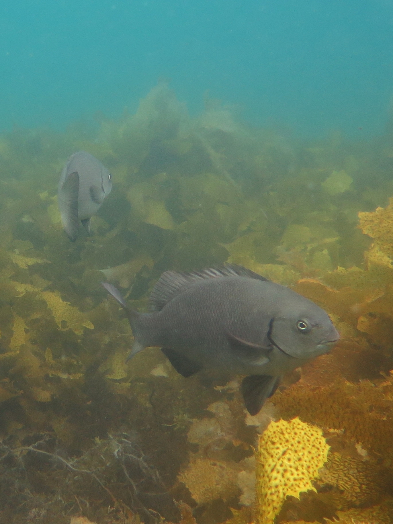 Girella elevata Macleay, 1881