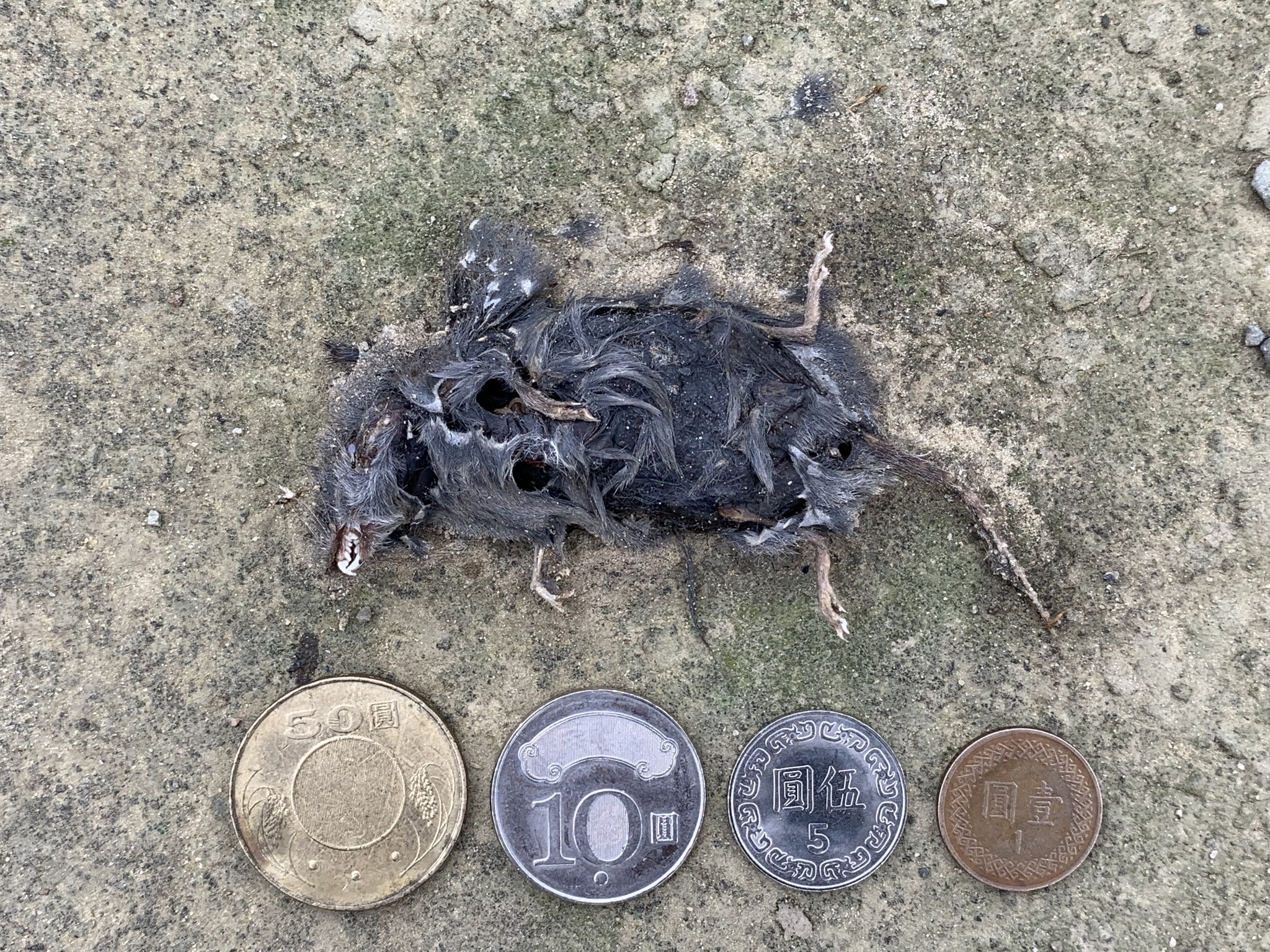 Suncus murinus (Linnaeus, 1766)