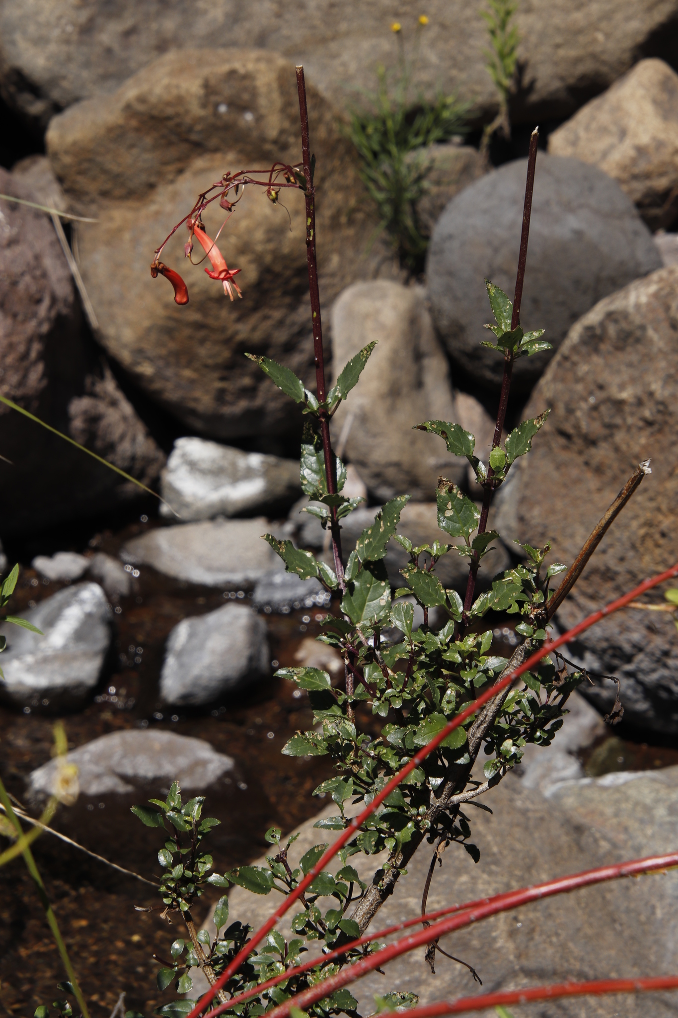 Phygelius capensis E.Mey. ex Benth.