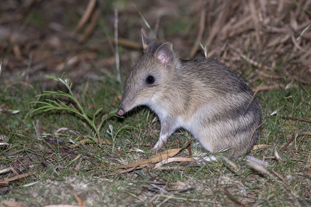 Bandicoots (Peramelidae) - Know Your Mammals