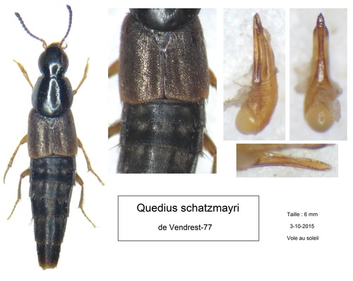 Quedius schatzmayri · iNaturalist