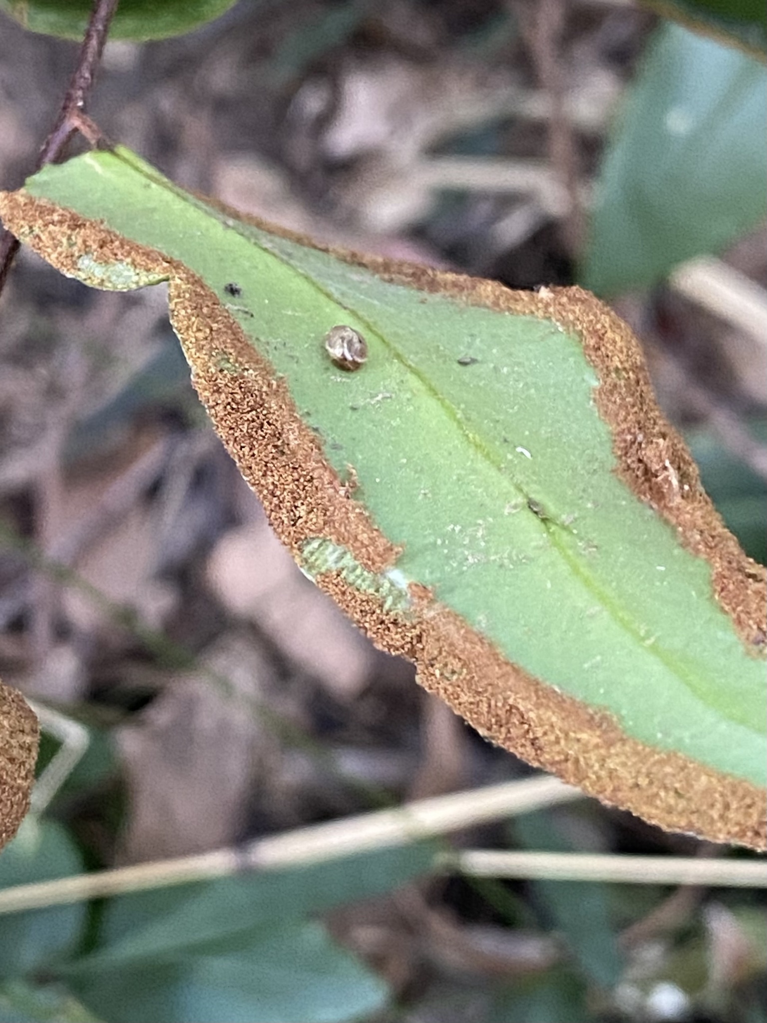 Pellaea paradoxa (R.Br.) Hook.