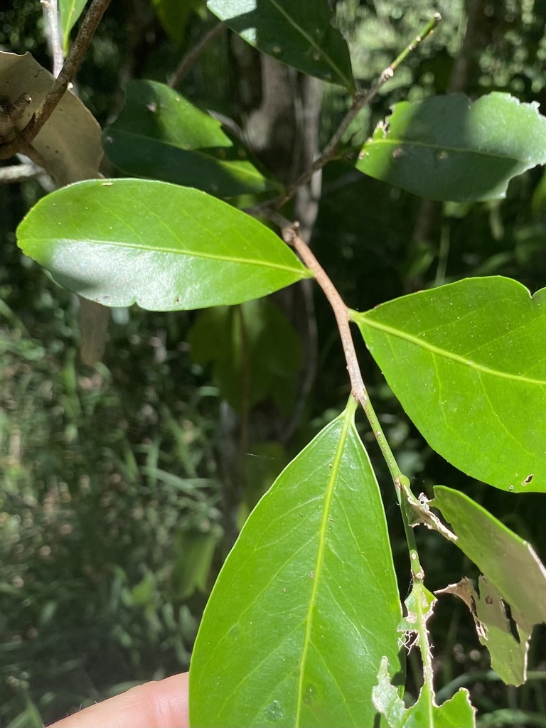 scrub guava from Eugene St, Bellbird Park, QLD, AU on February 17, 2022 ...