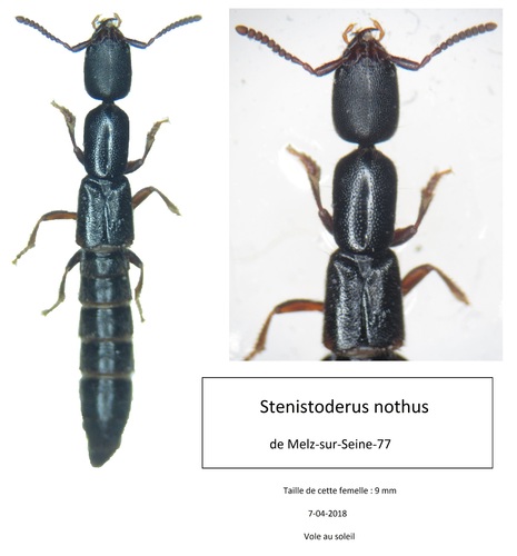 Stenistoderus nothus · iNaturalist