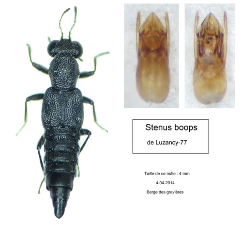 Stenus boops · iNaturalist