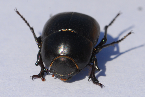 Arthrodeis obesus · iNaturalist