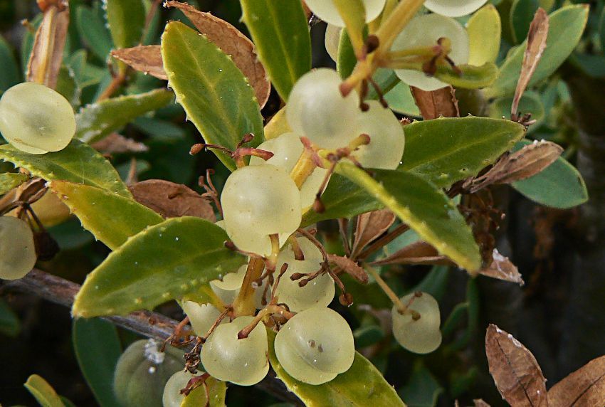 Rubia fruticosa (Madeira Pflanzen Aquifoliales, Dipsacales, Gentianales ...