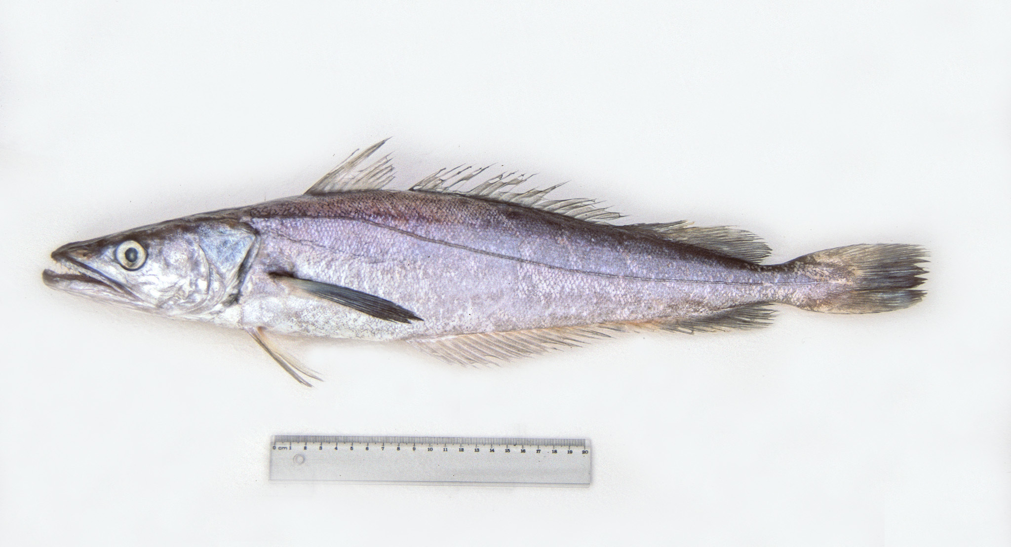 Merluccius australis (Hutton, 1872)