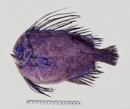 Manefishes (Family Caristiidae) · iNaturalist