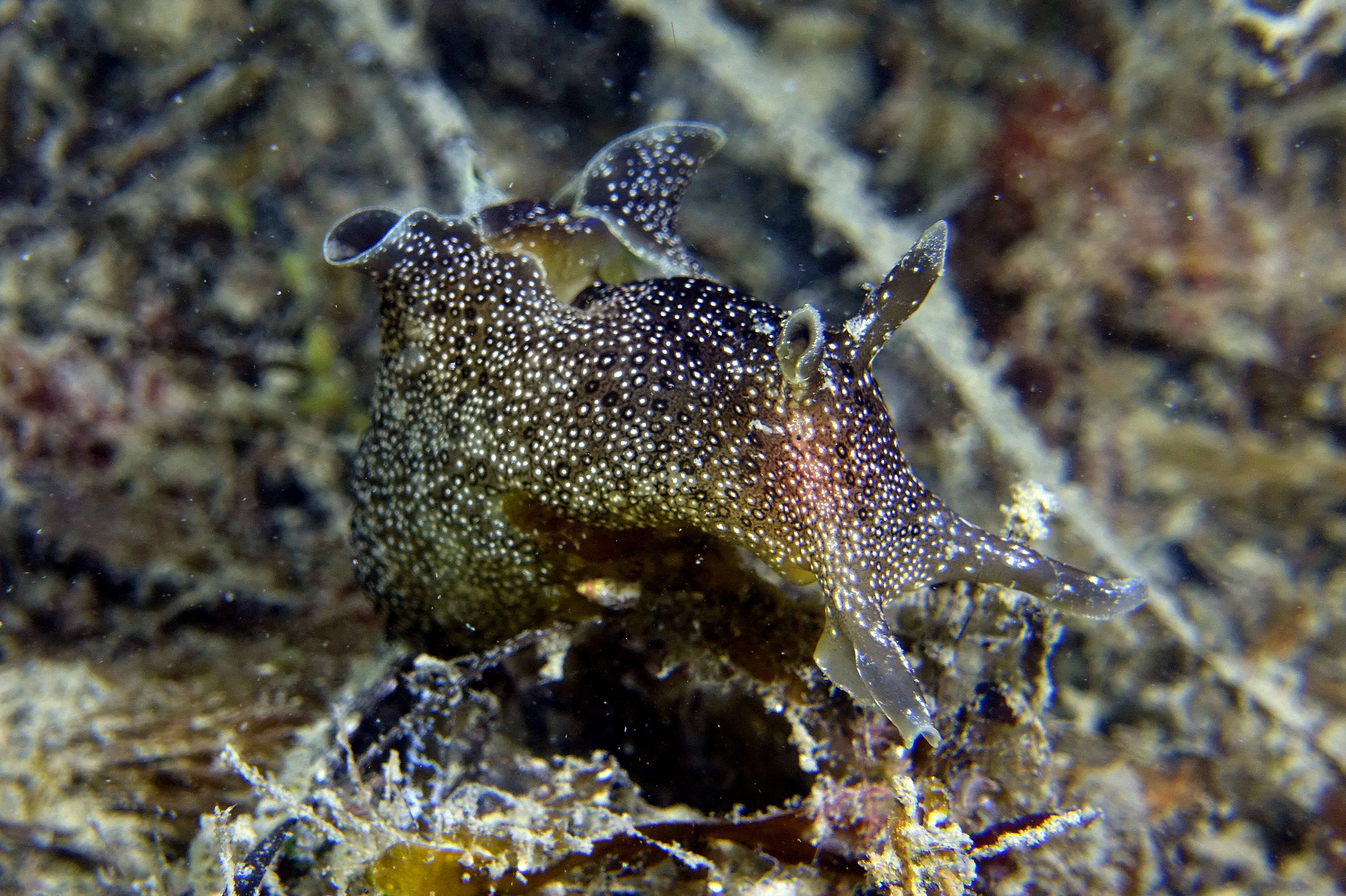 Aplysia punctata (Cuvier, 1803)