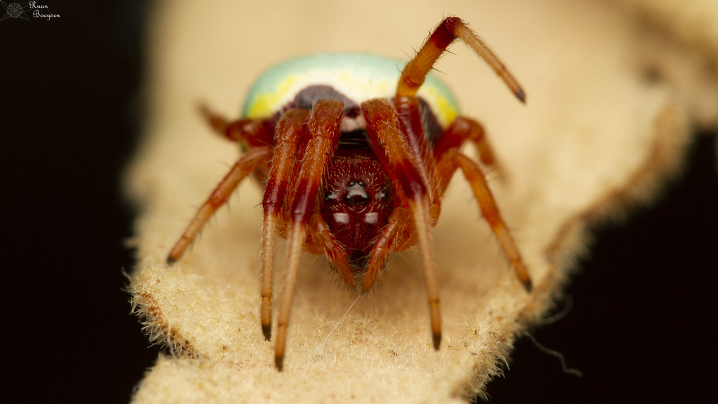 Green-pea Spider from Camp area, Red Sands Country Lodge, Kalahari ...