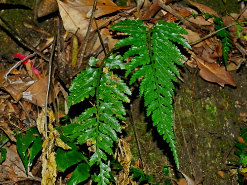 Hybrid Asplenium × shikokianum · iNaturalist United Kingdom