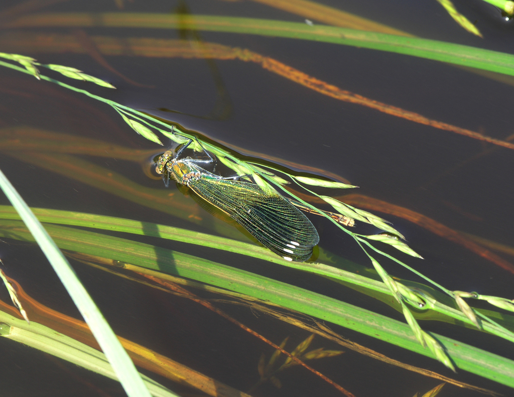 Calopteryx splendens ancilla from Russia, Tomsk Province, Bakchar ...