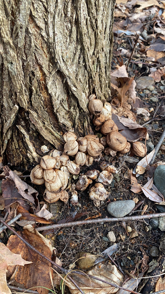 Pear-shaped Puffball from Wellesley, MA, US on February 17, 2022 at 11: ...