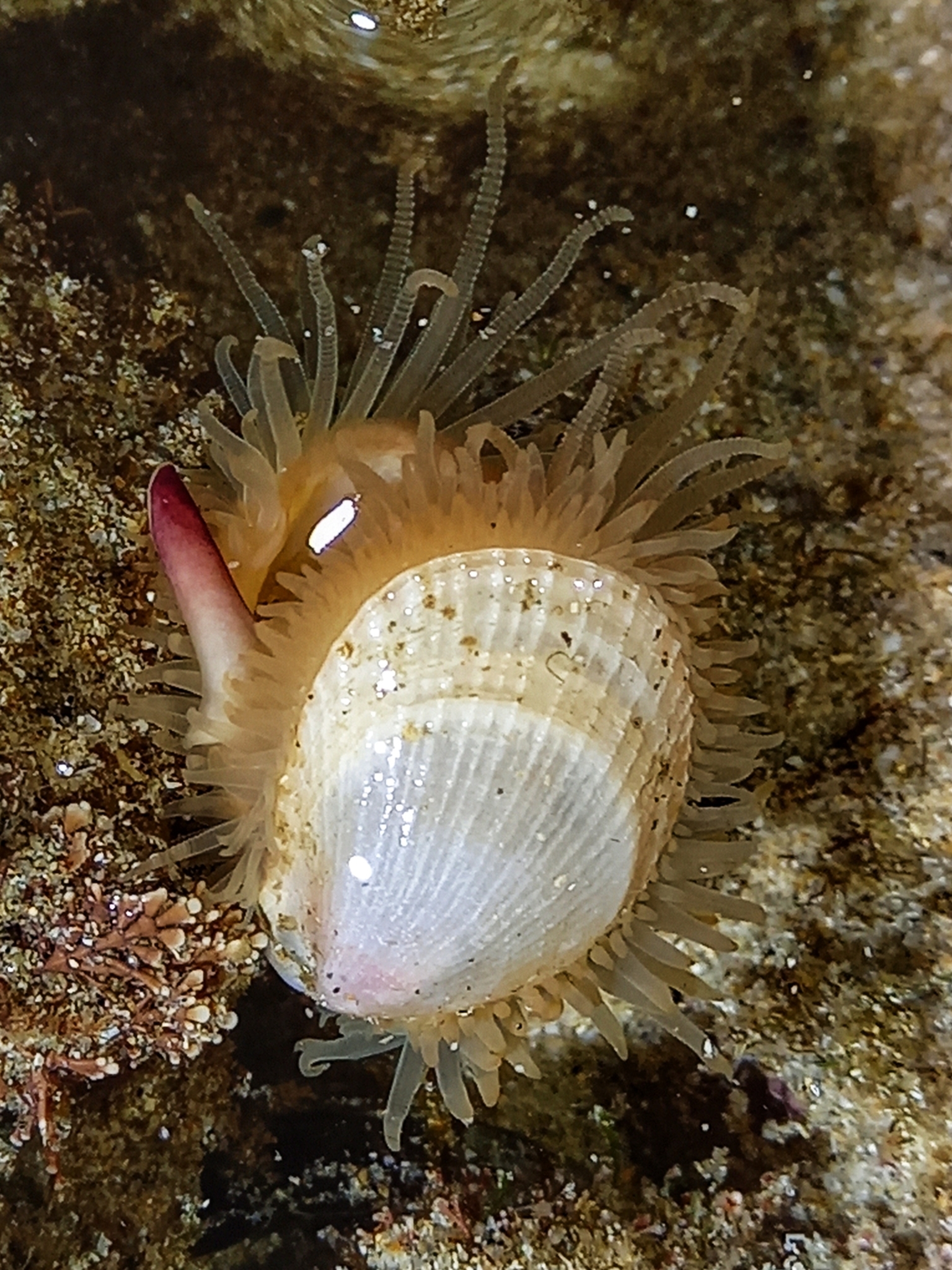 Limaria tuberculata (Olivi, 1792)