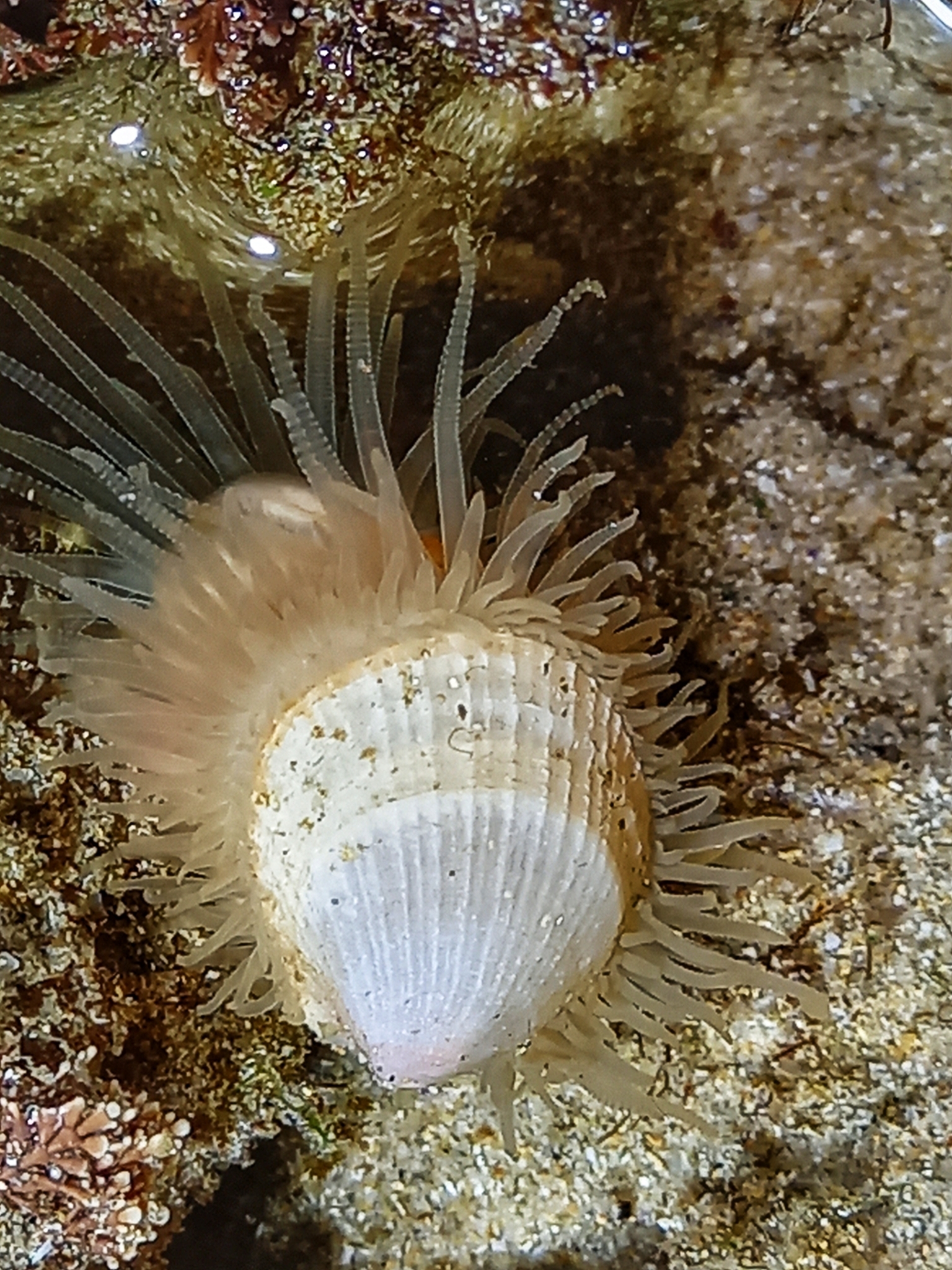 Limaria tuberculata (Olivi, 1792)