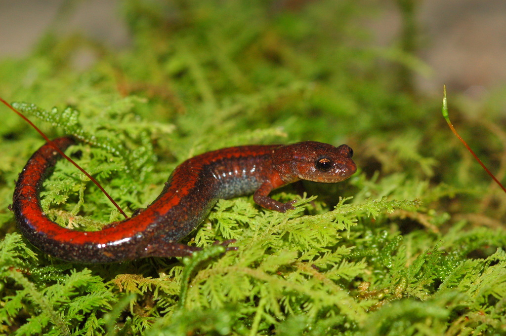 Southern Red-backed Salamander from Junction, North Carolina, United ...