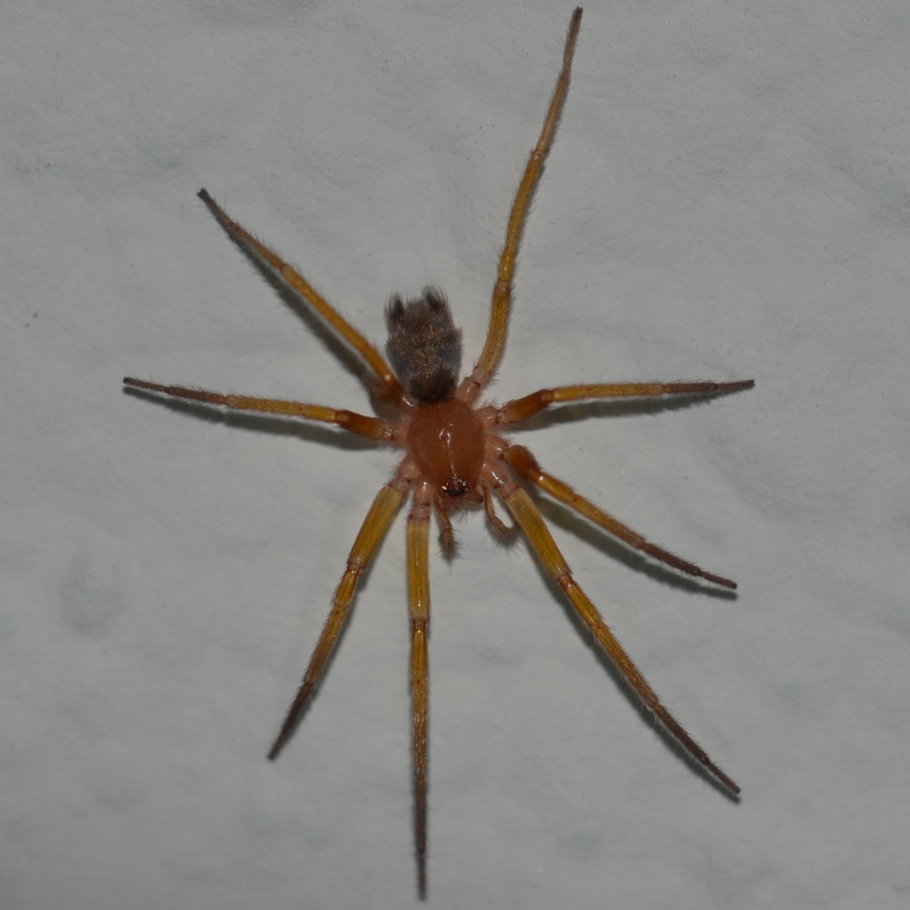 long-spinneret ground spiders in February 2022 by kbkash · iNaturalist