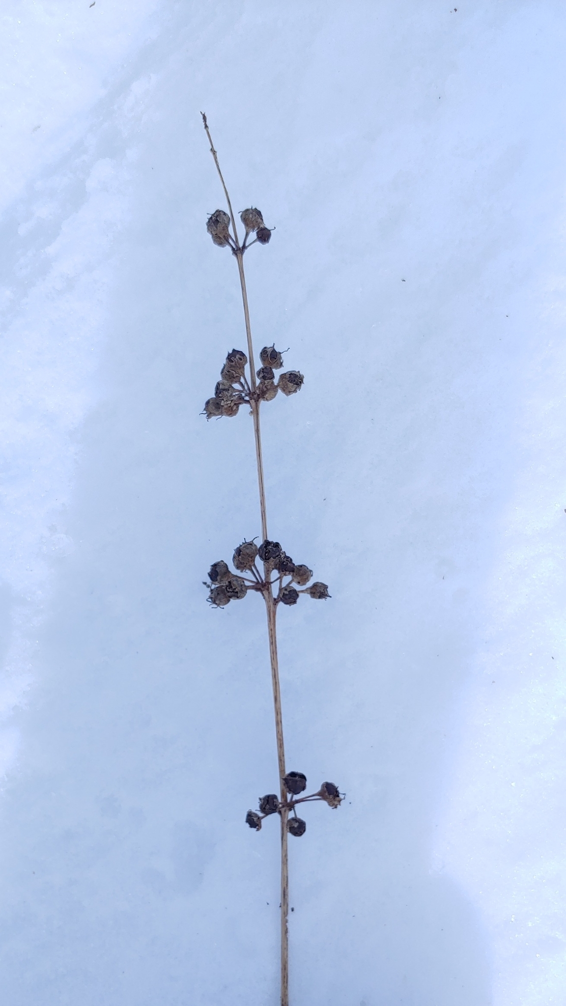 Decodon verticillatus (L.) Elliott