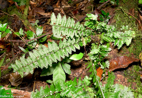 Asplenium maxonii · iNaturalist Mexico