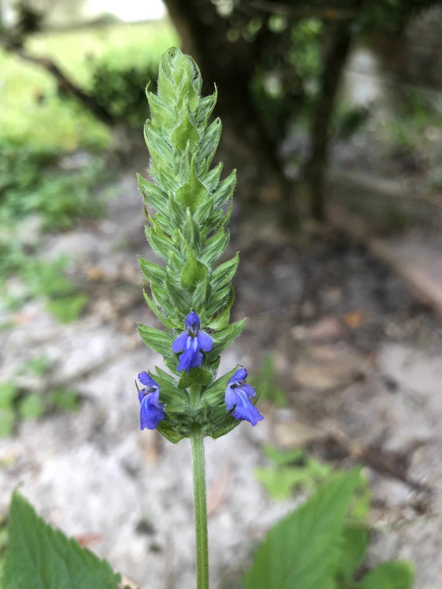 Salvia hispanica L.