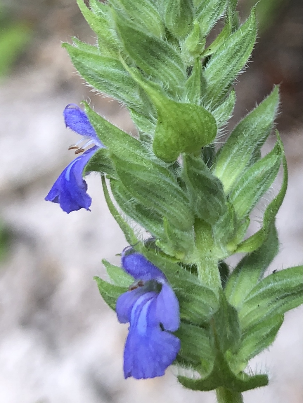 Salvia hispanica L.