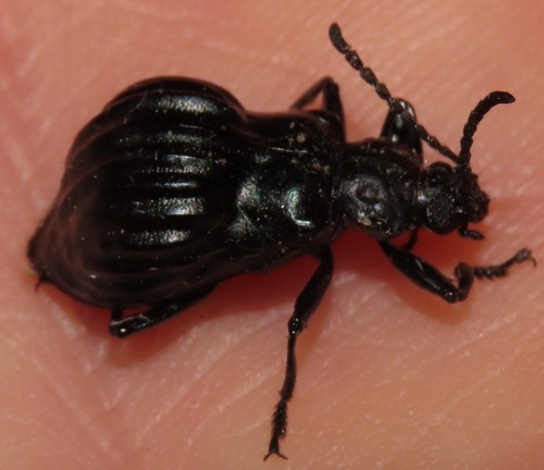 Phymatestes monstrosus · iNaturalist