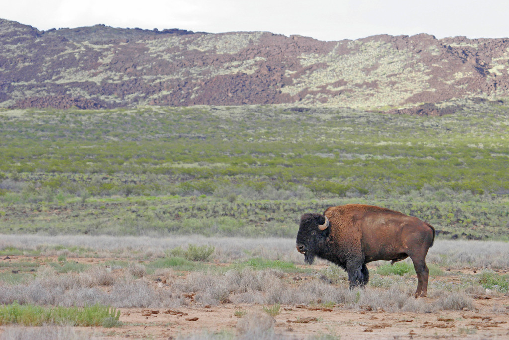 American Bison from Sierra County, NM, USA on August 14, 2010 at 06:05 ...