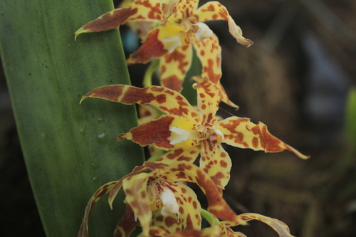 Oncidium crocidipterum · iNaturalist