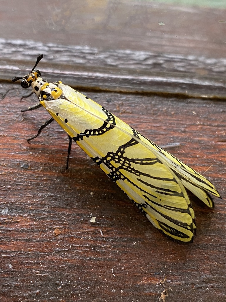 Lemon Antlion from NW, ZA on January 29, 2022 at 09:51 AM by sandmantoo ...