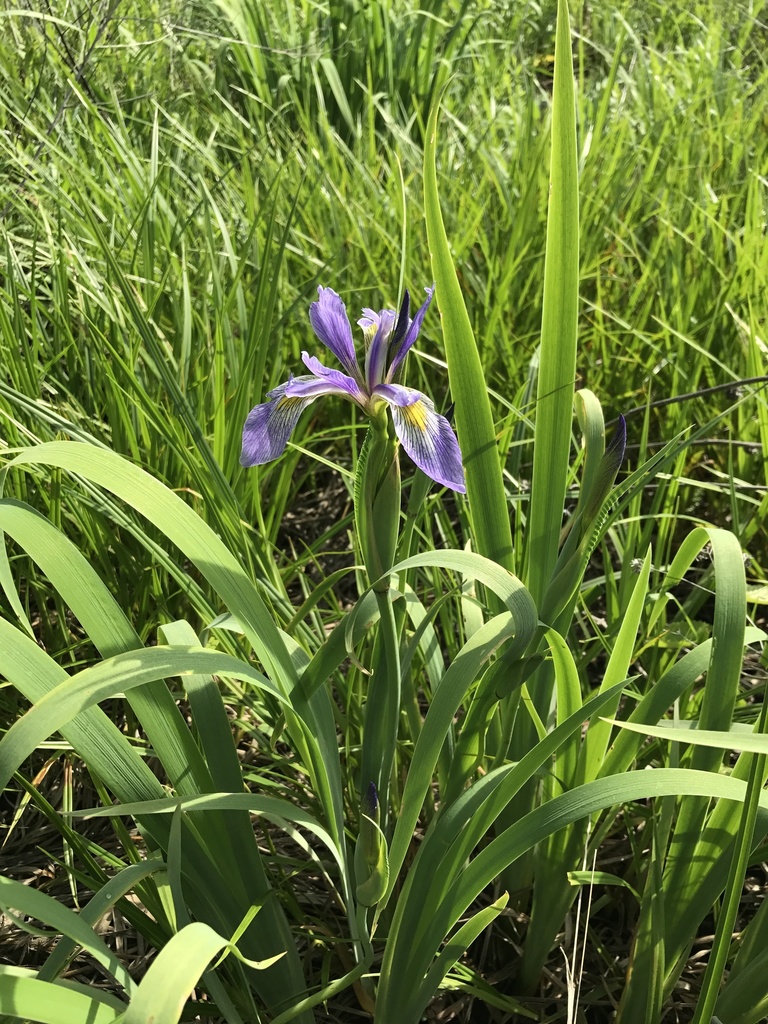 southern blue-flag iris from Franklin County, MO, USA on May 11, 2018 ...