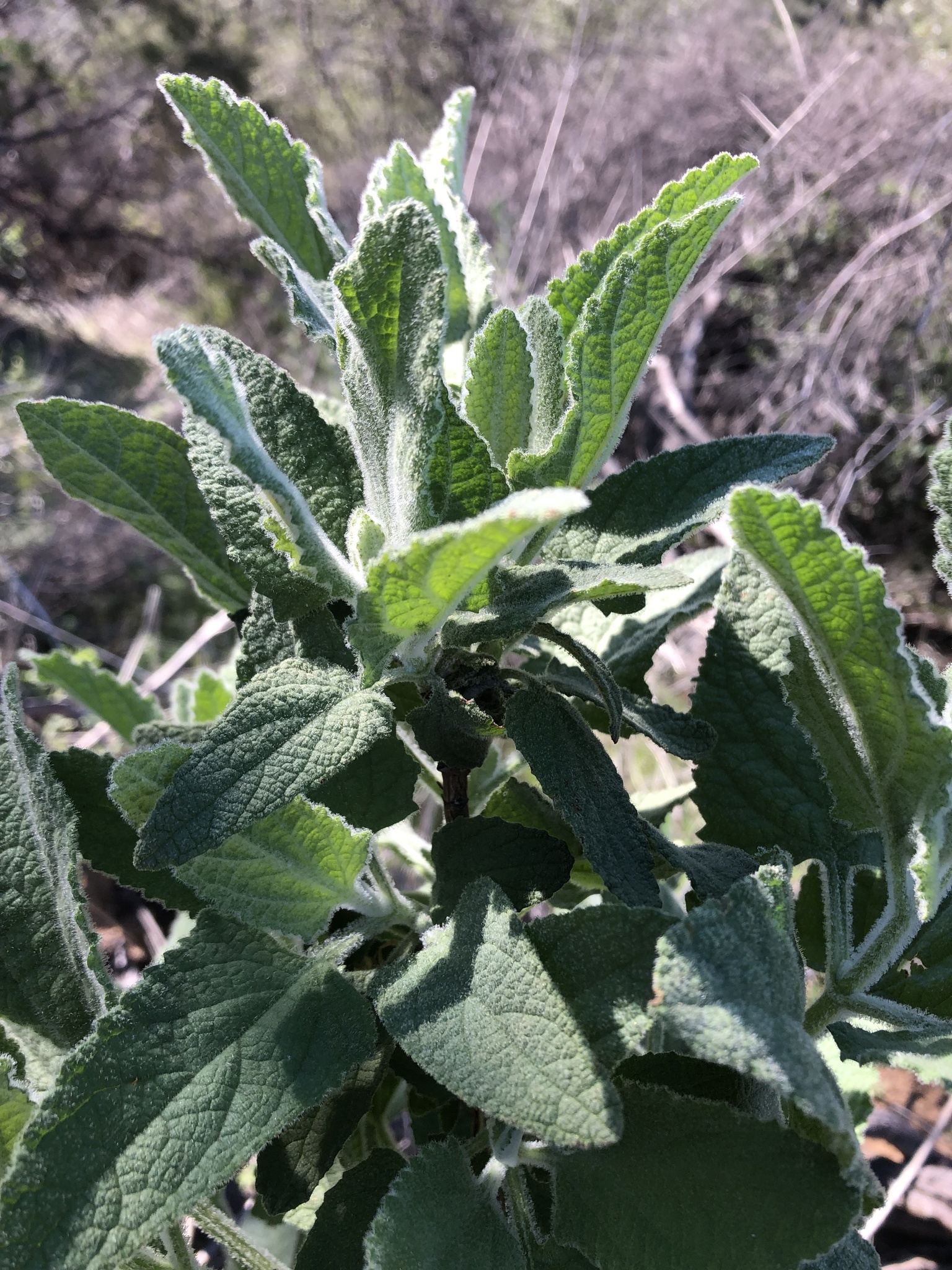 Lepechinia fragrans (Greene) Epling