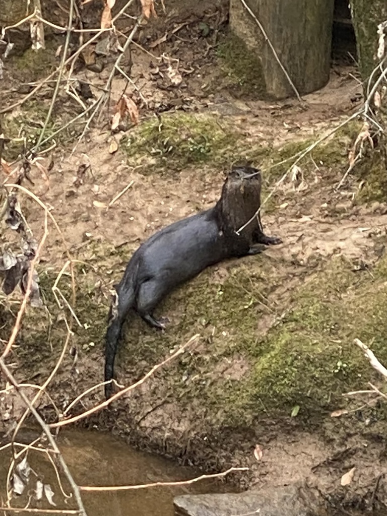 North American River Otter from Willard St, Greenville, SC, US on ...