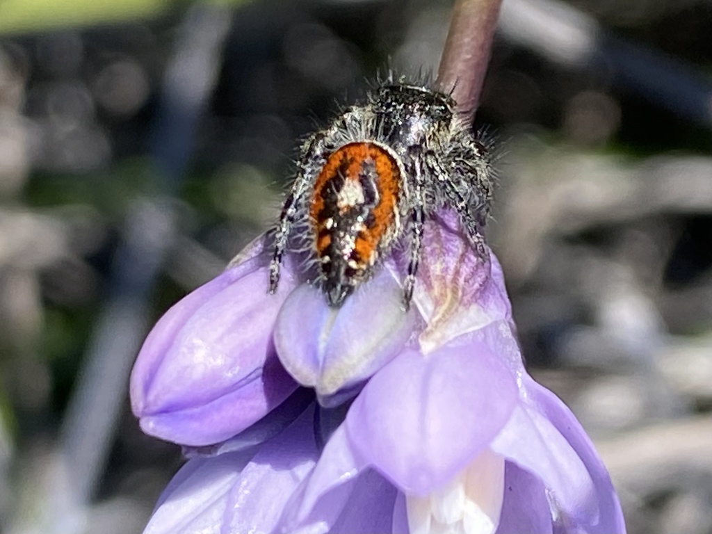 Phoenix Jumping Spider from Mission Trails Regional Park, San Diego, CA ...