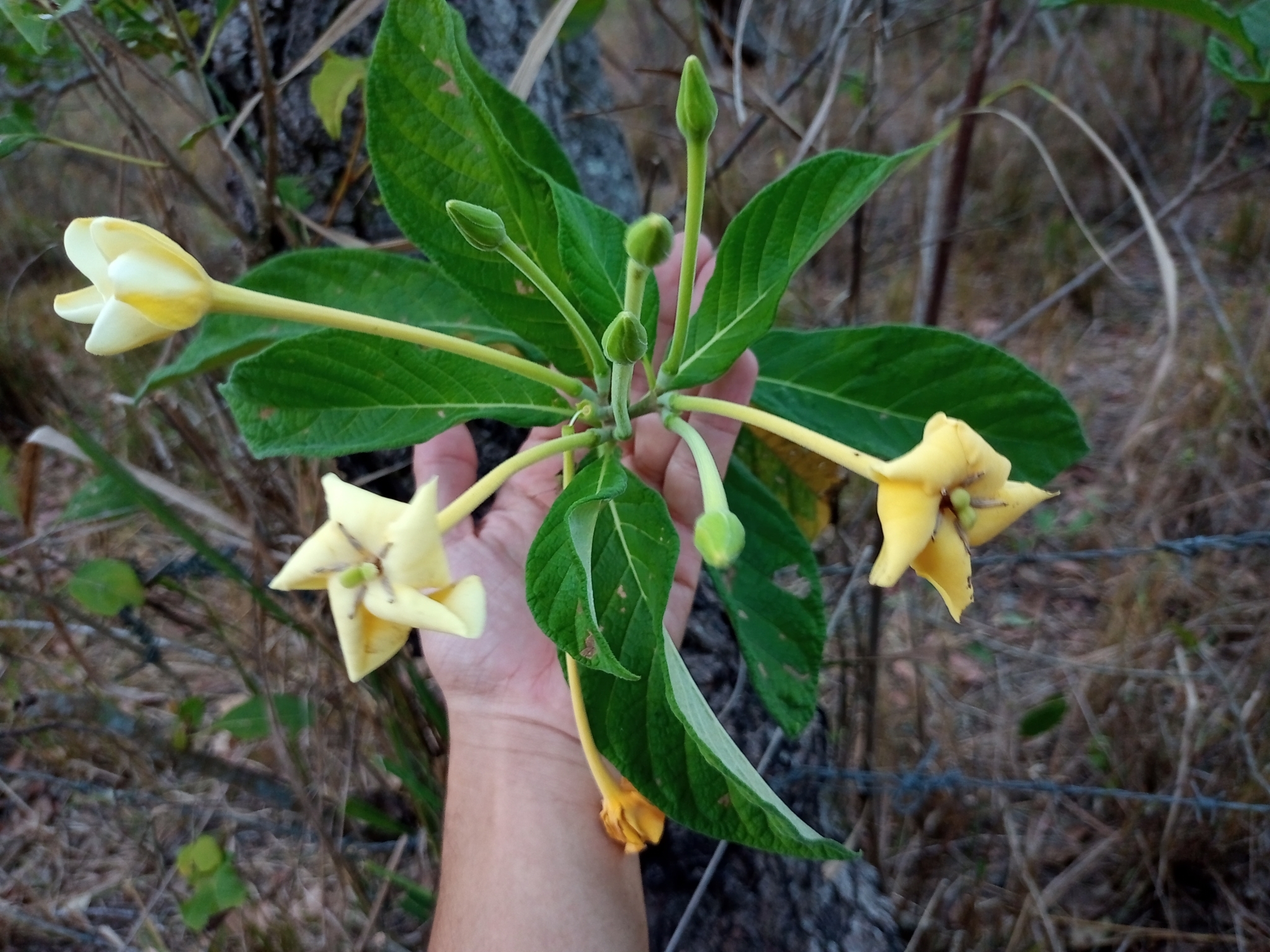 Tocoyena formosa (Cham. & Schltdl.) K.Schum.