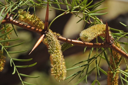 Variety Neltuma chilensis riojana · iNaturalist