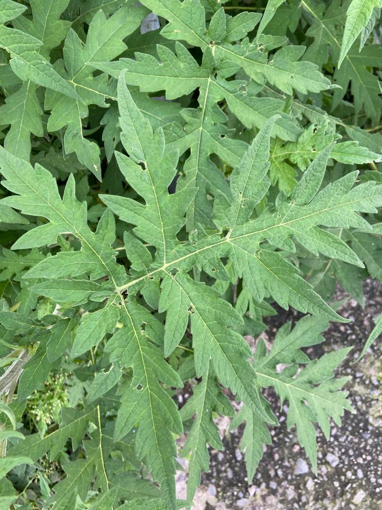Ambrosia arborescens Mill.