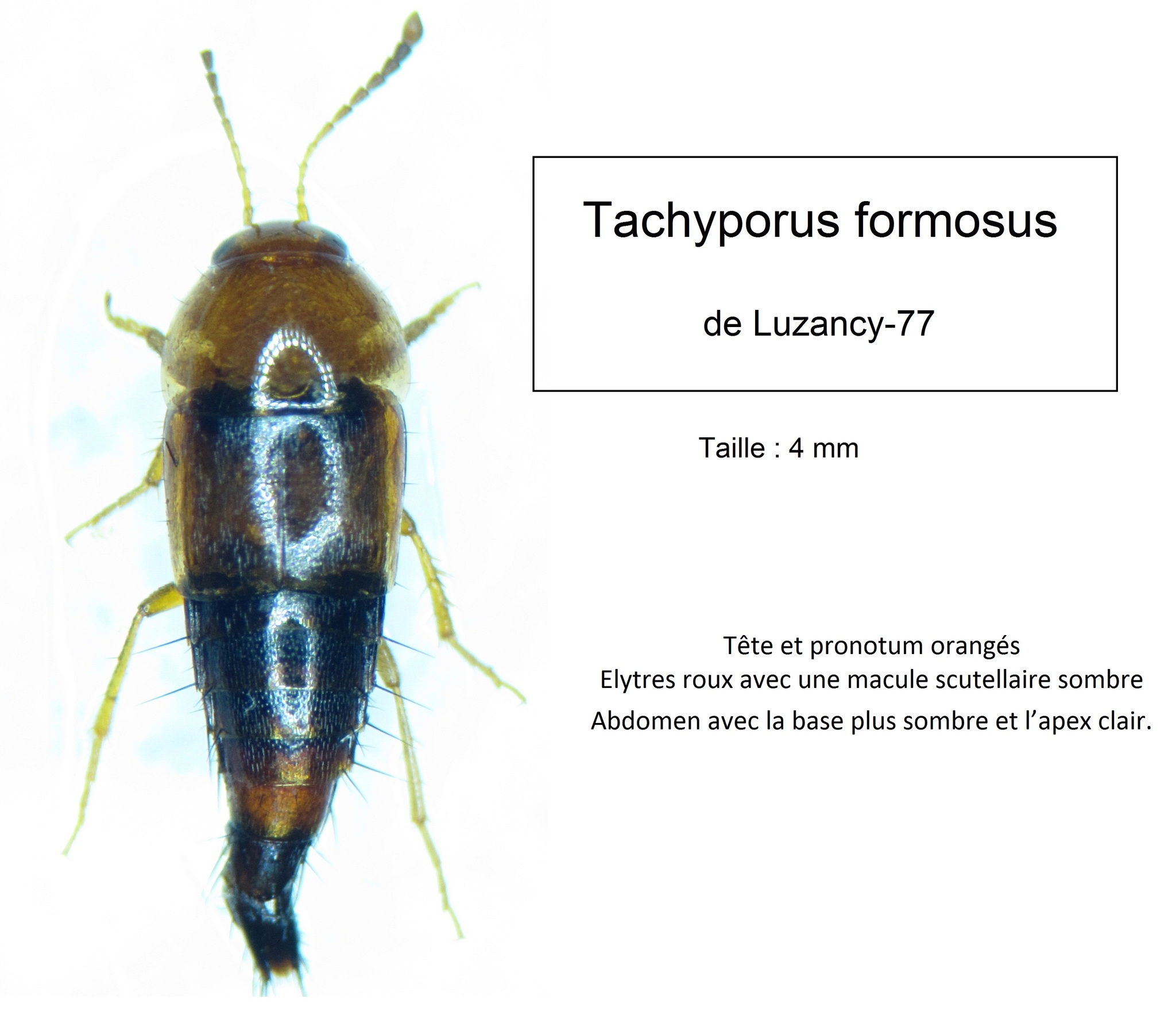 Tachyporus formosus A.H.Matthews, 1838