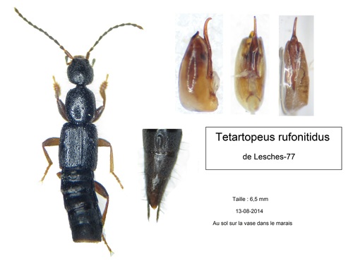 Tetartopeus rufonitidus · iNaturalist United Kingdom