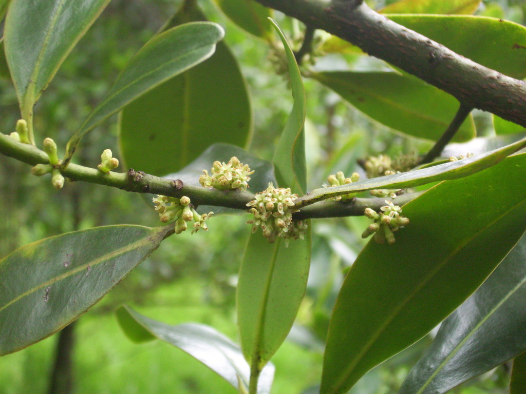 myrsine (62-340 Facultative Species) · iNaturalist