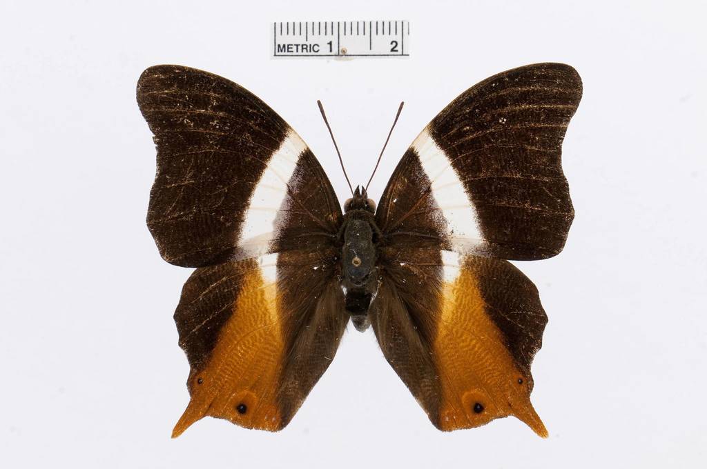 Andromorph Palla (Butterflies and Moths of the Republic of Congo ...