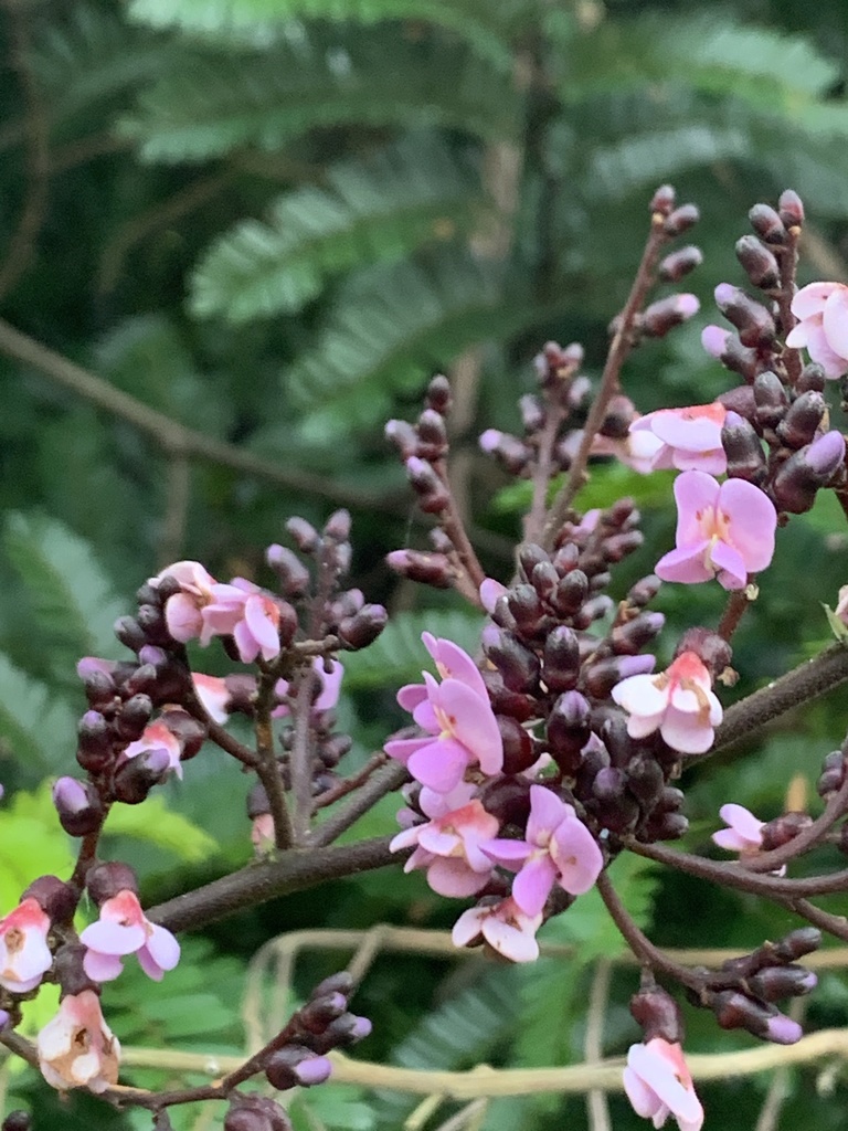 (Machaerium aculeatum) - Botanical Realm