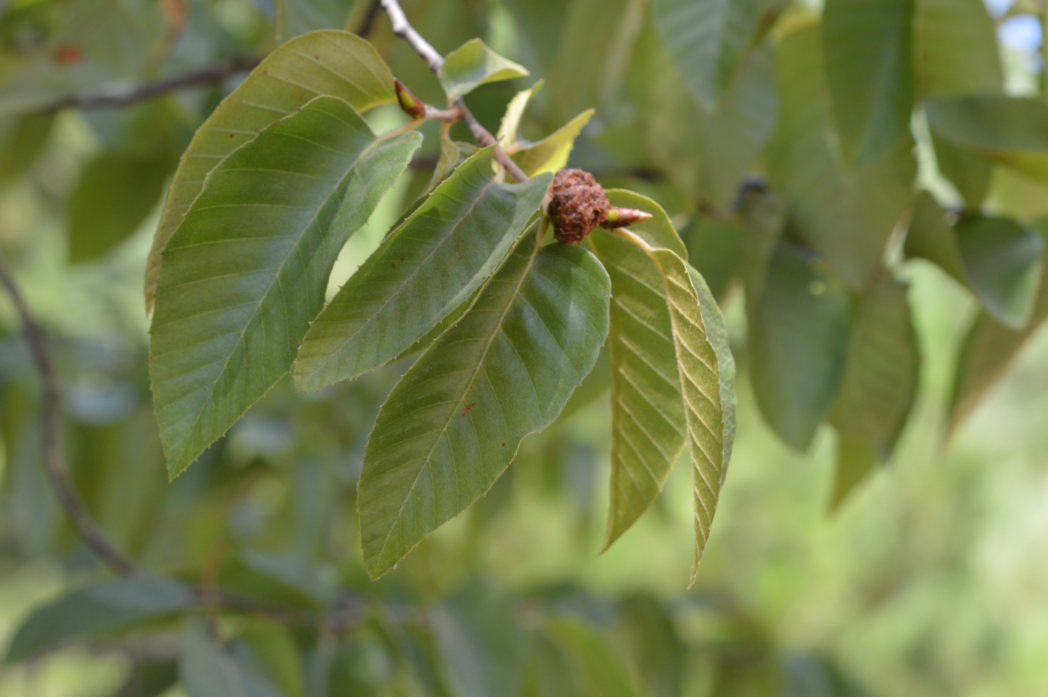 Nothofagus alessandrii Espinosa