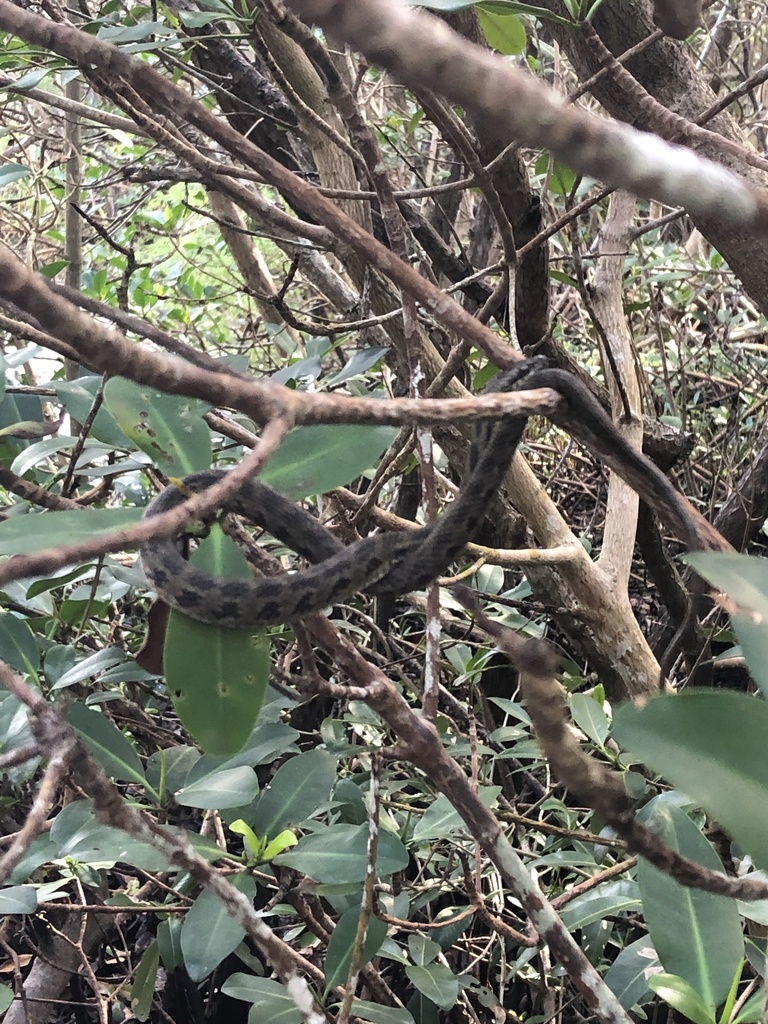 Mangrove Saltmarsh Snake in February 2022 by Elliot Prout · iNaturalist