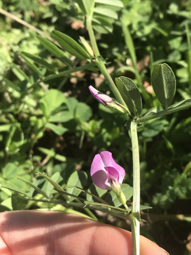 Common Vetch from Sutter Buttes State Park, Live Oak, CA, US on ...