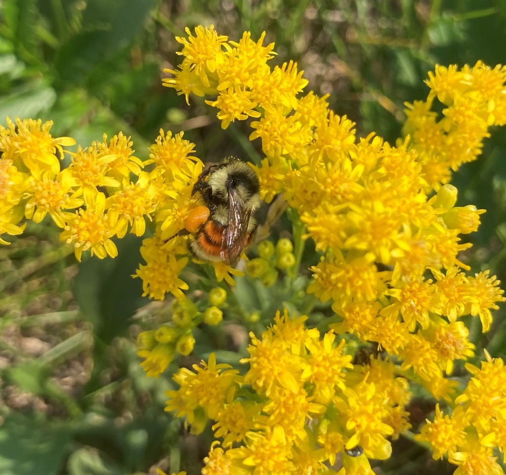 Tricolored Bumble Bee from Northeast Calgary, Calgary, AB, Canada on ...