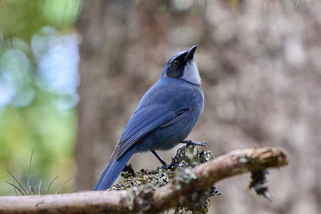 Dwarf Jay from Oaxaca, Mexico on February 15, 2022 at 12:53 PM by ...