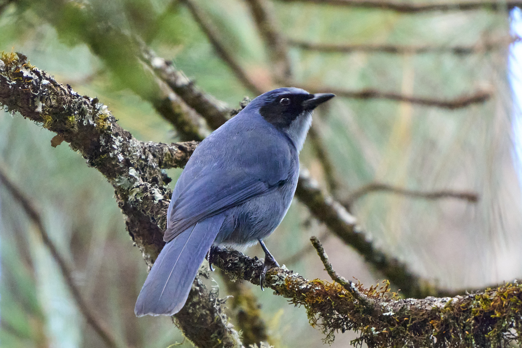 Dwarf Jay (Cyanolyca nanus) - Avian Discovery
